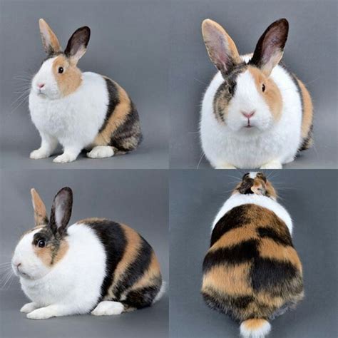 Dutch Rabbits Colors Dutch Rabbits Colors