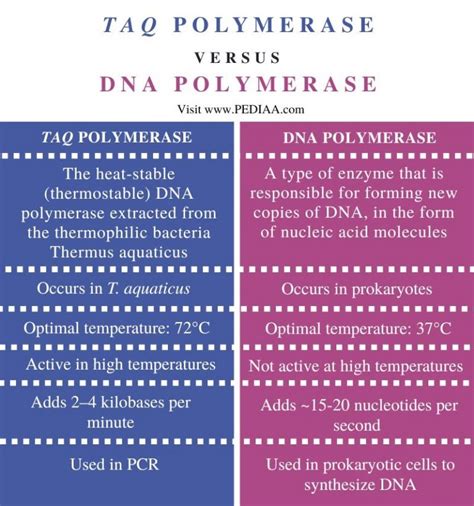 What Is The Difference Between Taq Polymerase And DNA Polymerase Pediaa Com