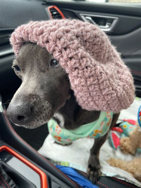 Discover More Like Sweaterpuppies Raspberry Beret Oc And Related Content Scrolller