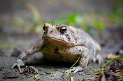 Premium Photo Common Toad