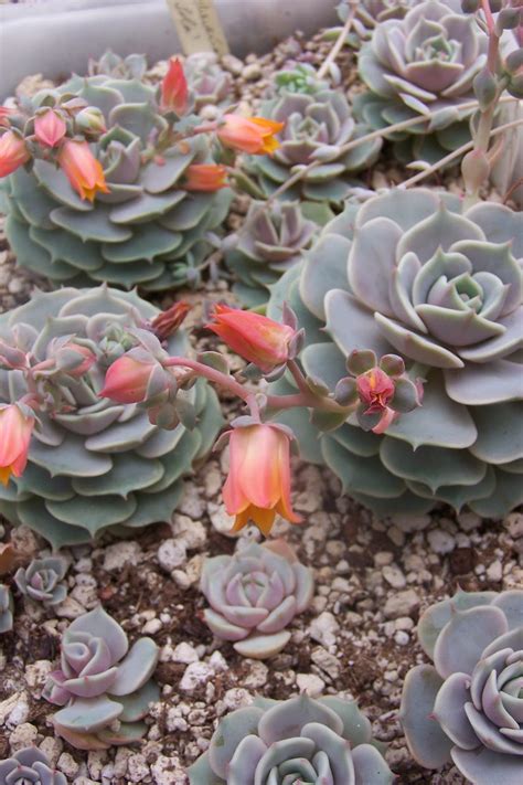 Oregon Cactus Blog: Echeveria 'Lola'