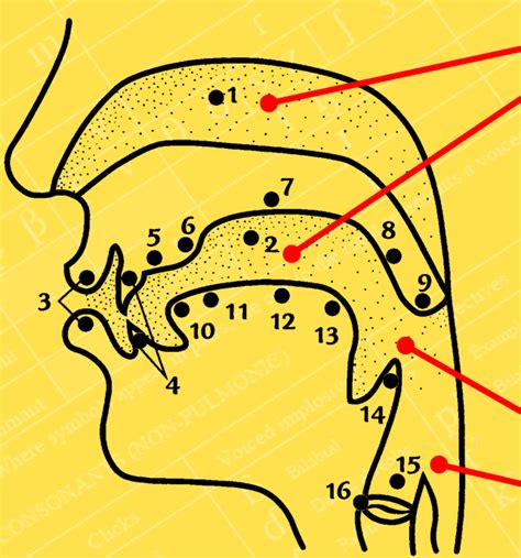 Mouth Diagram Quizlet