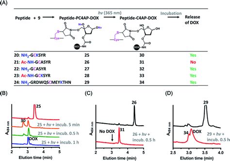 Light Triggered Release Of Dox From Peptide Pc4ap Dox Conjugates A