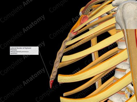 Lateral Border Of Xiphoid Process Right Complete Anatomy