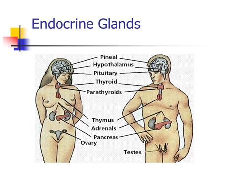 PPT Biopsychology Of Sex Behavior PowerPoint Presentation Free Download ID