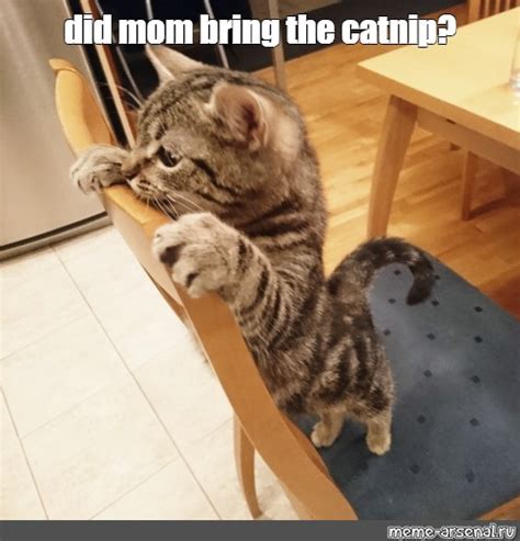Meme Did Mom Bring The Catnip All Templates Meme