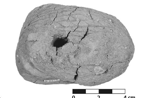 Dom Macrofossil Image Credit The Phoebe A Hearst Museum Of Download Scientific Diagram Dom Macrofossil Image Credit The Phoebe A Hearst Museum Of Download Scientific Diagram