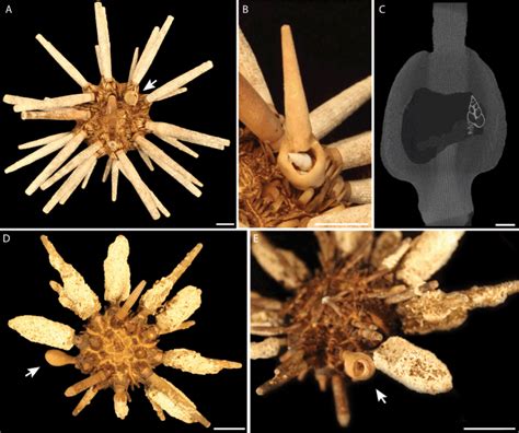 The Ecology Of Biotic Interactions In Echinoids