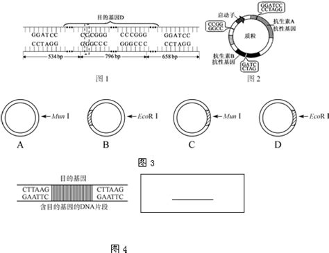 图1表示含有目的基因d的dna片段长度和部分碱基序列 图2表示一种质粒的结构和部分碱基序列．现有mspⅠ BamhⅠ MboⅠ SmaⅠ4种限制性核酸内切酶切割的碱基序列和酶切位点分别为c↓