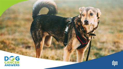 Amputation For Osteosarcoma