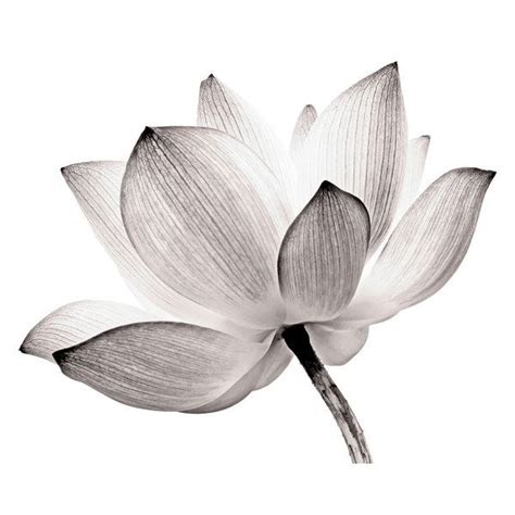Gray Floral Wall Art Lotus Flower Tinted Nature Photo Print 20x24