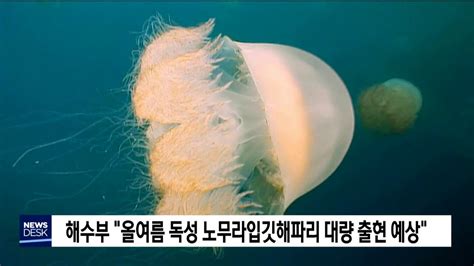 해수부 올여름 독성 노무라입깃해파리 대량 출현 예상[포항mbc뉴스] Youtube