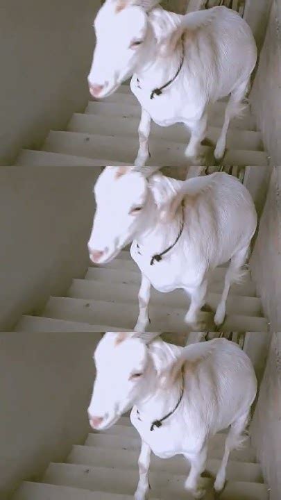 Funnyvideo 😂😂😂🐑🐑🐑 Youtube Funnyvideo 😂😂😂🐑🐑🐑 Youtube