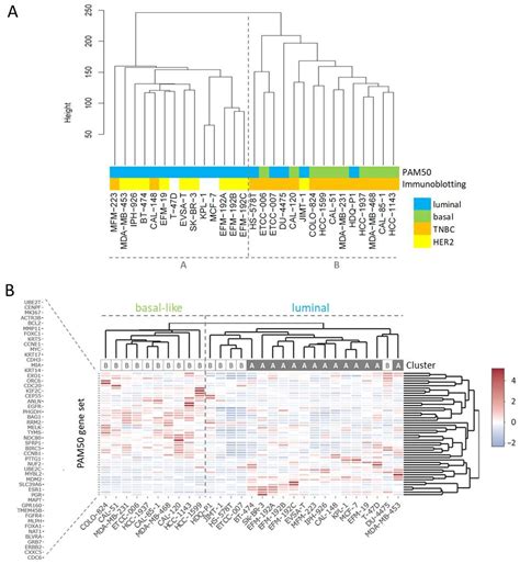 Cells：对乳腺癌细胞系的分型或能为揭示癌症相关的基因提供新的见解生物科技健康一线资讯