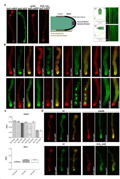 Figure 1 From The Ap 2 Complex Has A Specialized Clathrin Independent Role In Apical Endocytosis