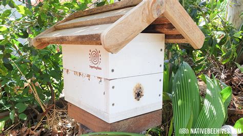 Native Stingless Bees Tetragonula Carbonaria