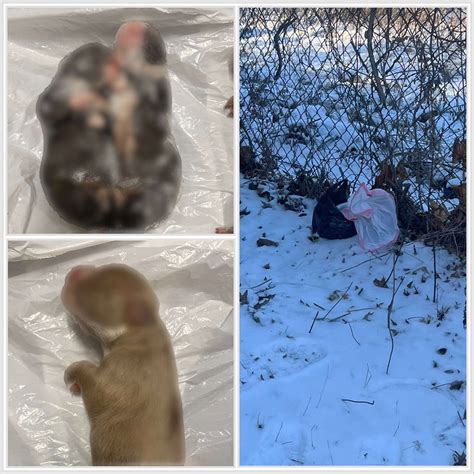 3 Frozen Puppies Found Dead In Plastic Bags In Bridgeport Police