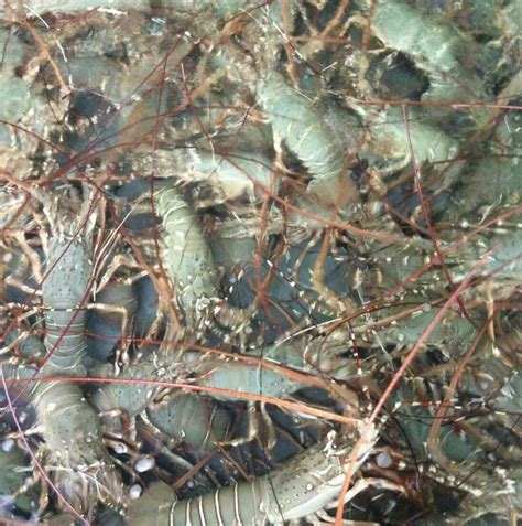 ขายกุ้ง Lobster ล็อบเตอร์