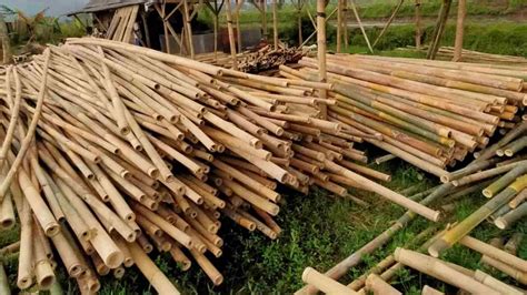 Bamboo Raw Materials And Global Supply Chain Bambu Batu