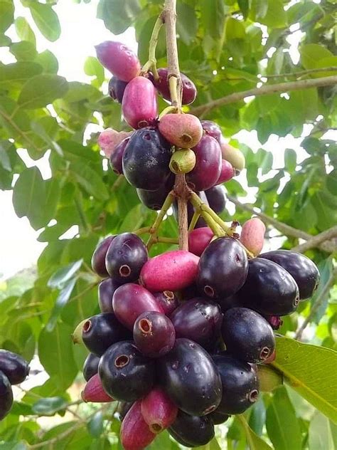 Java Plum Syzygium Cumini Buah Plum Jawa