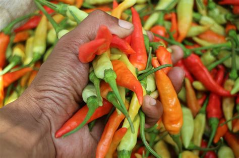 Urutan Cabe Terpedas Di Dunia Cabe Rawit Kalah Jauh