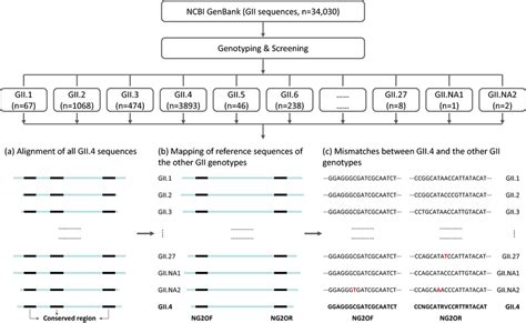 Schematic Of Design And In Silico Evaluation Of The Semi Nested PCR Download Scientific Diagram