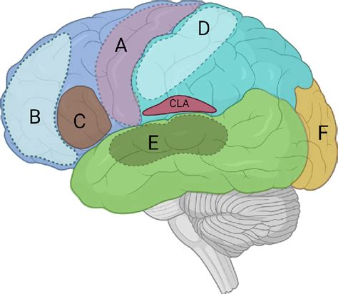 Hypothetical Cortical Islands Of Consciousness A Primary Motor Download Scientific Diagram