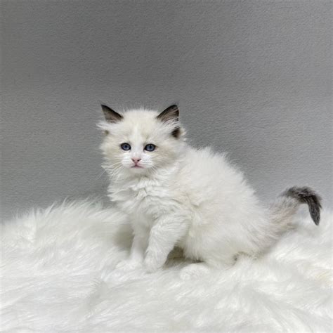 천안고양이분양 렉돌 블루 파라다이스펫 대전강아지분양 천안강아지분양