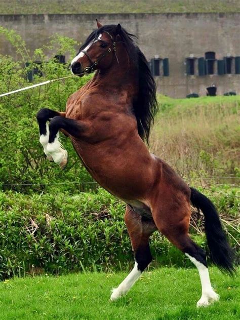 Welsh cob | Horses, Most beautiful horses, Horse life