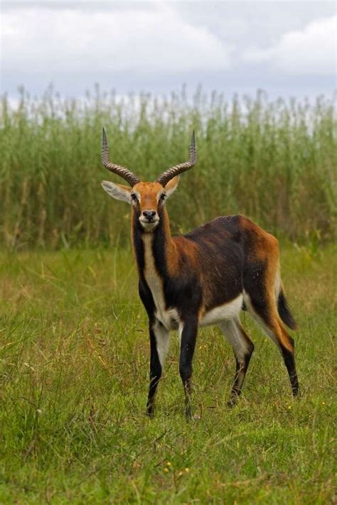 Black Lechwe Welcome To Zambia