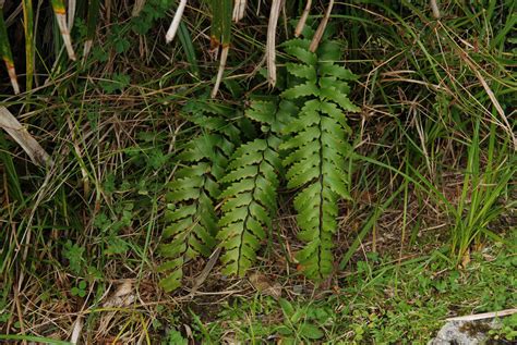 Asplenium Polyodon Aspleniaceae