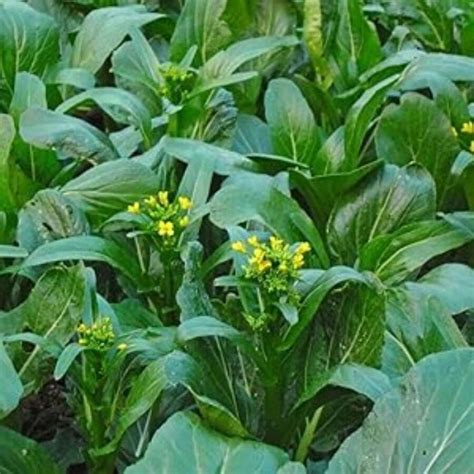 3500 Yu Choy Sum Seeds For Planting Ci Ngt Col De Floracin China Yu Chai Choi Sum Chai