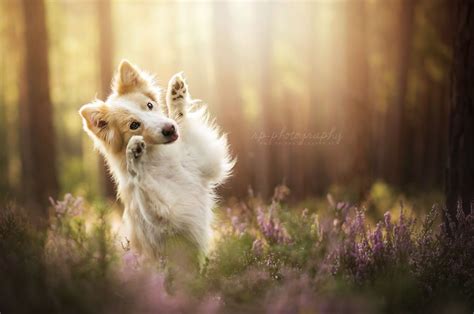 სხვადასხვა ჯიშის ძაღლები სურათები ტაბულა