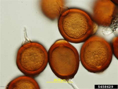 Dry Bean Rust Uromyces Appendiculatus
