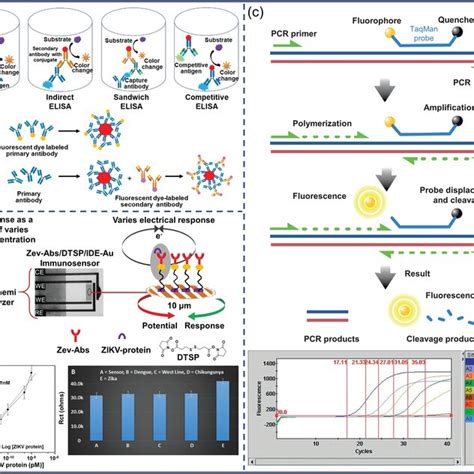 Laboratory‐based Virus Detection Schematic Diagram Of The Basic