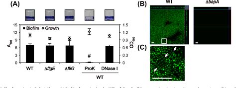 Figure 1 From Biofilm Formation By Paracoccus Denitrificans Requires A Type I Secretion System