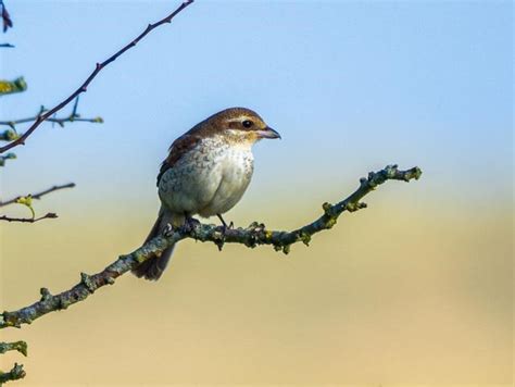 Birds At Saltfleetby Theddlethorpe Nnr Migrants Of Note In Oct Nov 2021 Dynamic Dunescapes