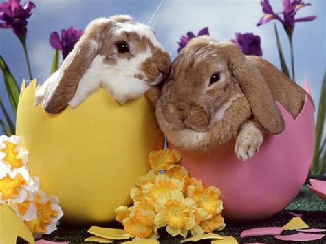 Funny Easter Desktop Wallpapers Wallpapersafari