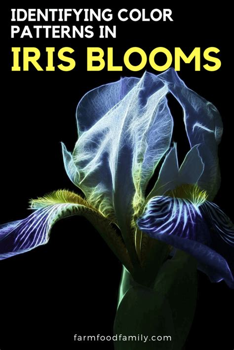 Identifying Color Patterns In Iris Blooms FarmFoodFamily