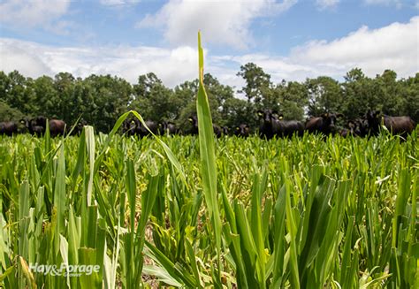 Summer Forage Ideas From Our Friends At Hay And Forage Grower Kansas