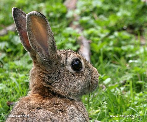 Wild Rabbit Photos Wild Rabbit Images Nature Wildlife Pictures