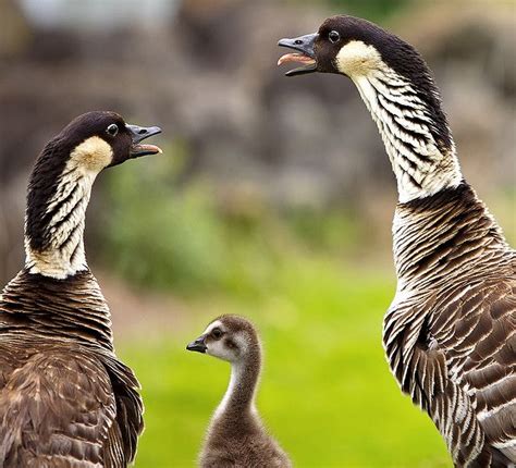 Nēnē Hawaiian Goose Funny Birds Beautiful Birds Bird Photography