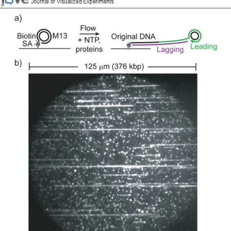 Pdf Visualizing Single Molecule Dna Replication With Fluorescence Microscopy