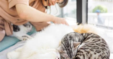 How To Clean A Cats Bum After Diarrhea