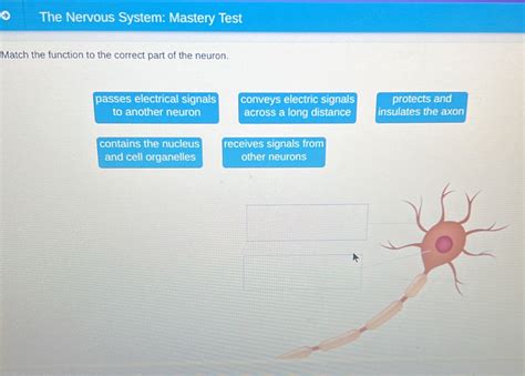 Solved The Nervous System Mastery Test Match The Function To The