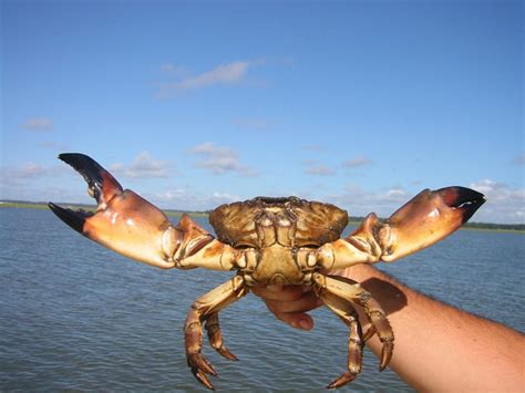 Stonecrab Season Opens Oct 15 New Recreational Trap Requirements