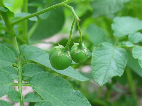 식물 감자 식물 생물종 Bric