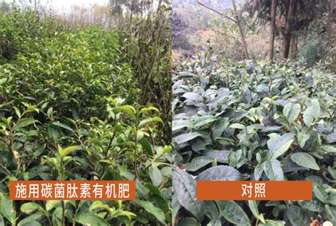 “月笙”碳菌肽素有机肥茶树实验基地展示 上海绿缘三元素生物科技有限公司