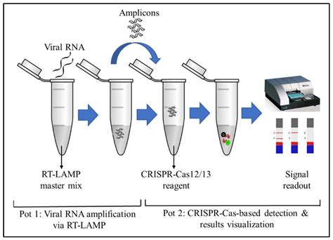 Rt Lamp Crispr Cas1213 Based Sars Cov 2 Detection Methods