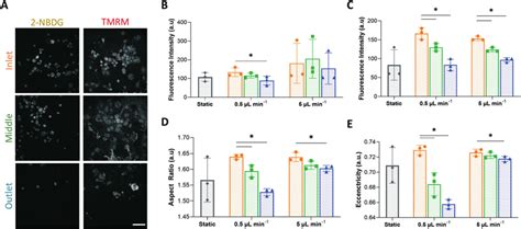 Metabolic Validation Of Flow On H Mscs Using 2 Nbdg And Tmrm A
